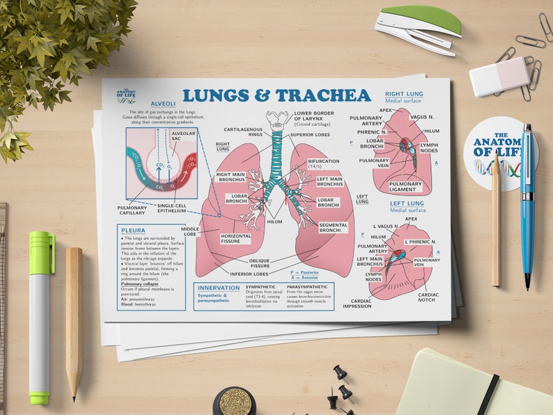 Lungs and Trachea Anatomy Printable Poster - Etsy