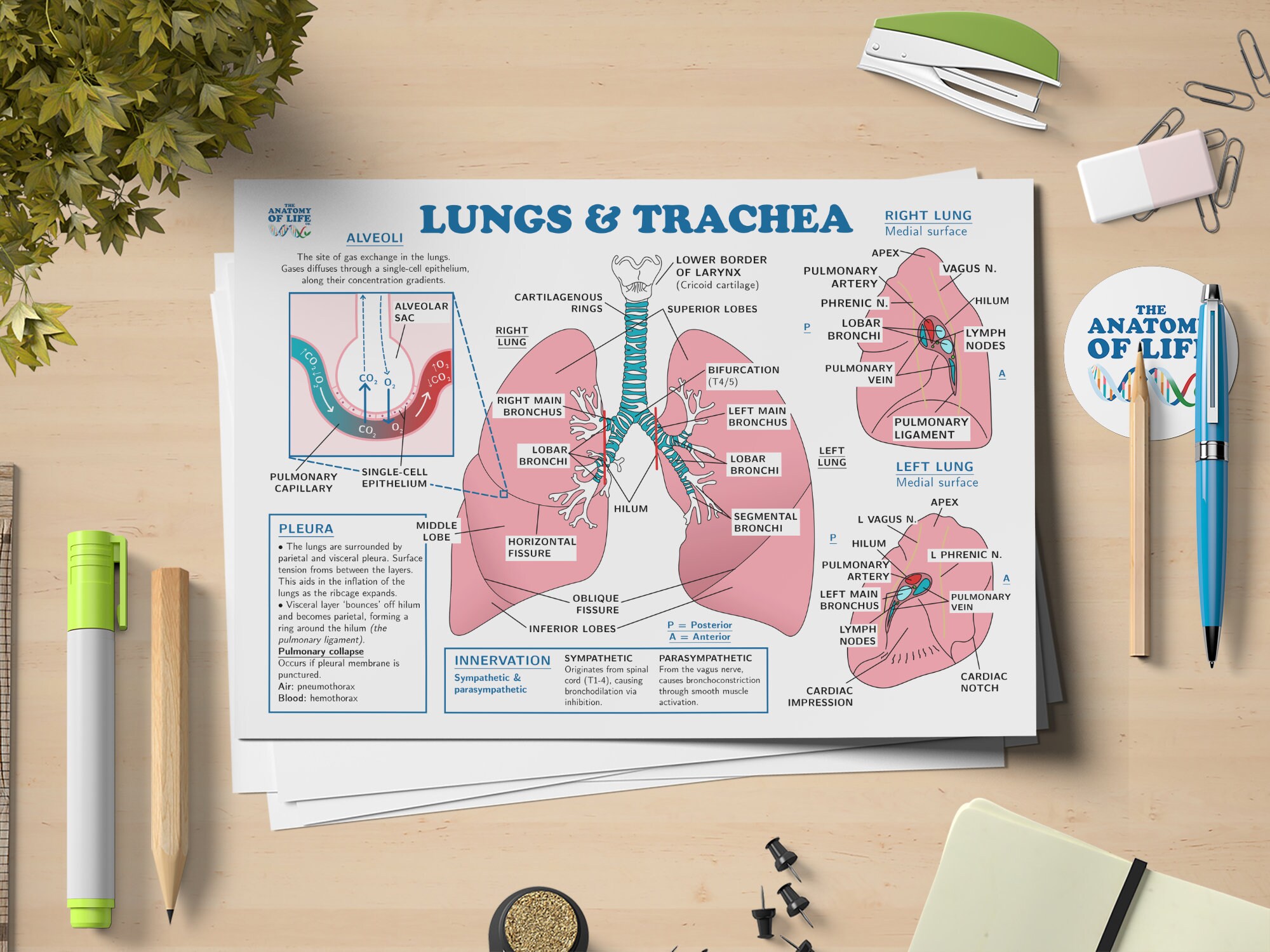 Lungs and Trachea Anatomy Printable Poster - Etsy