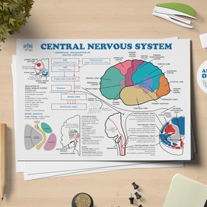 Central Nervous System Anatomy Printable Poster - Etsy