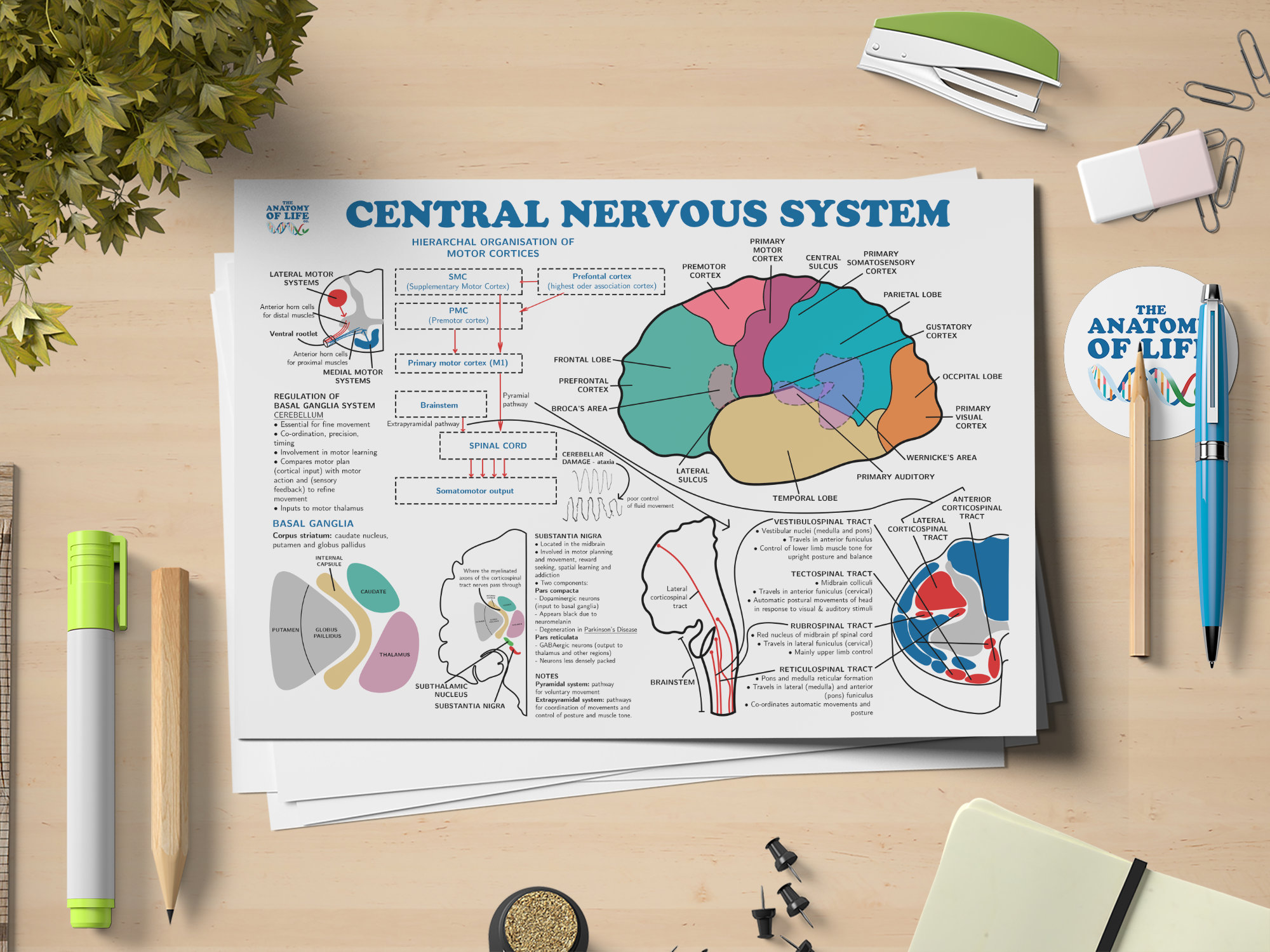 Central Nervous System Anatomy Printable Poster - Etsy