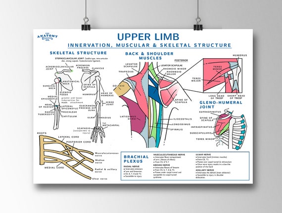 Upper Limb Innervation Muscular & Skeletal Structures | Etsy Australia