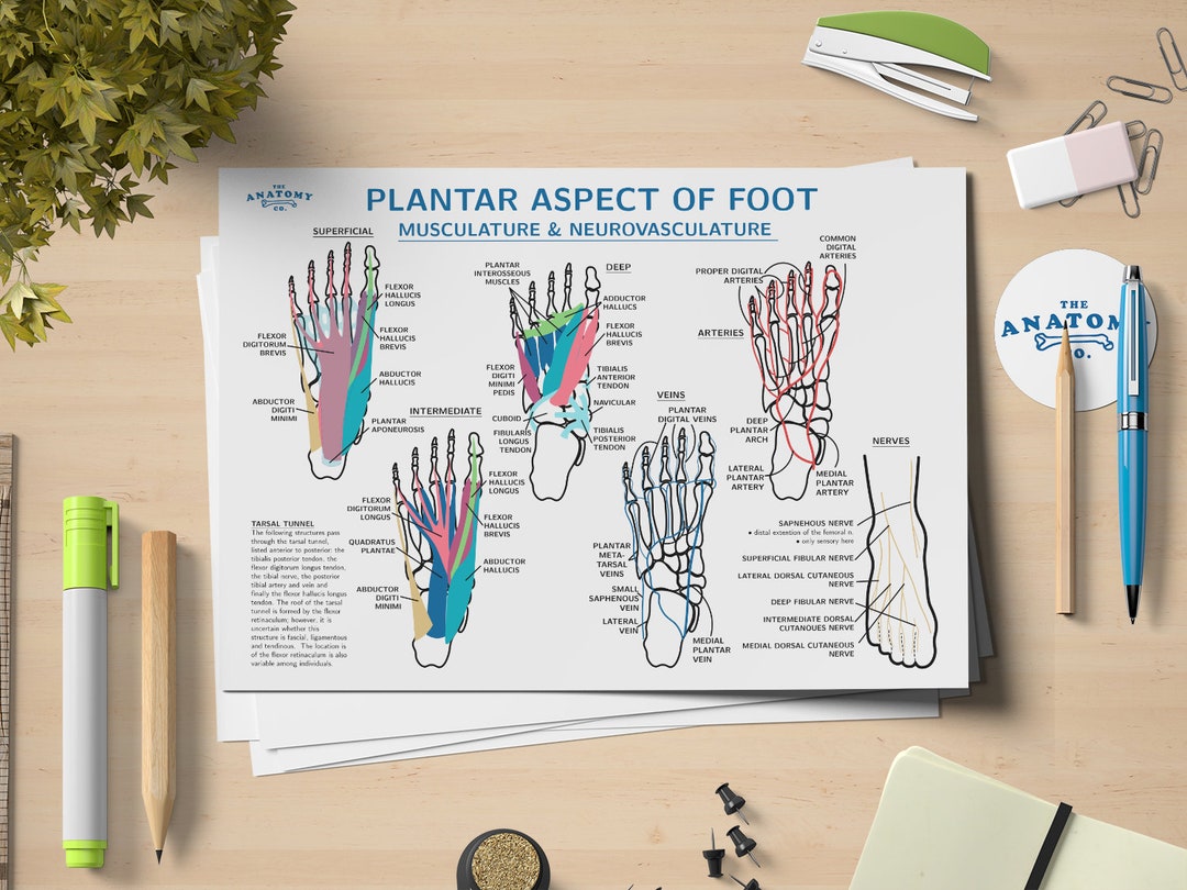 Plantar Foot Anatomy Poster - Etsy Australia