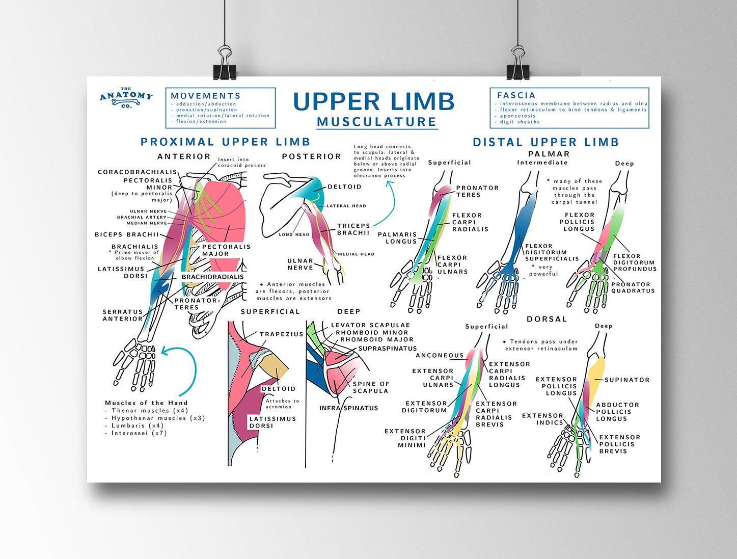 Upper Extremity Anatomy