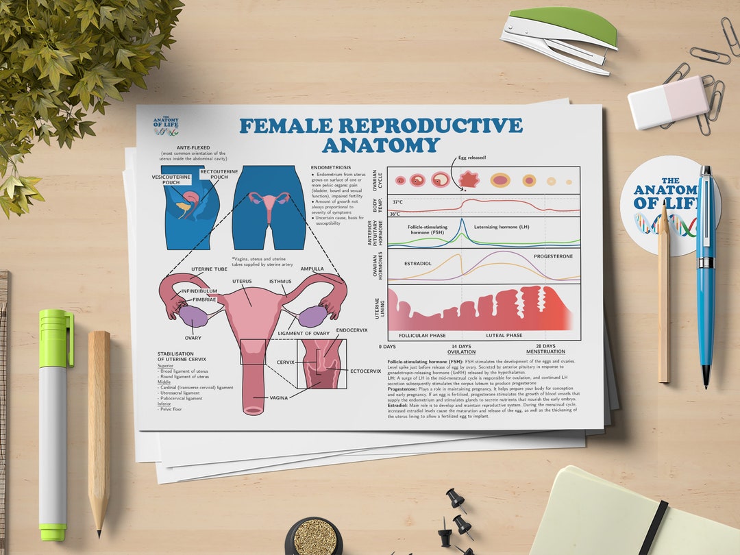 Female Reproductive Anatomy Printable Poster - Etsy