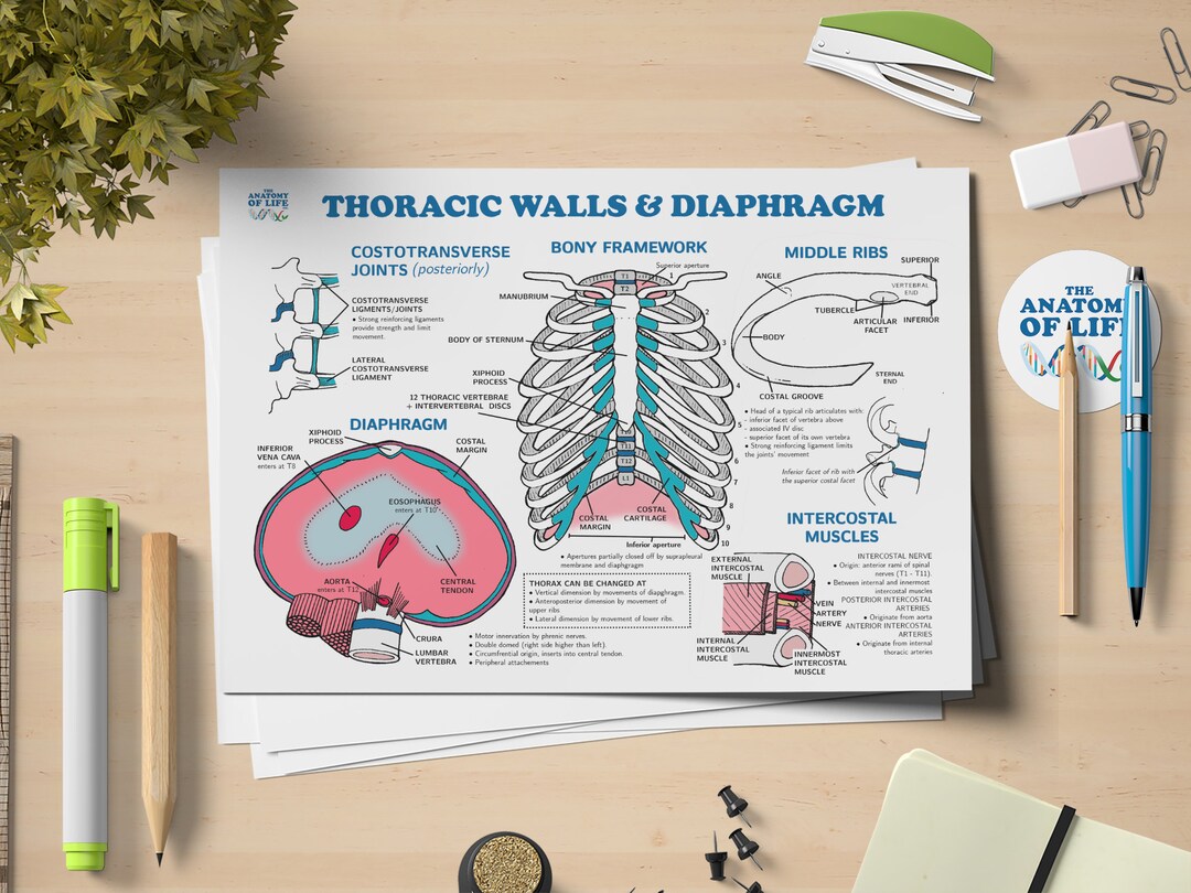 Thoracic Wall & Diaphragm Anatomy Printable Poster - Etsy