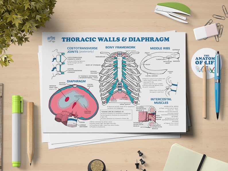 Thoracic Wall & Diaphragm Anatomy Printable Poster - Etsy