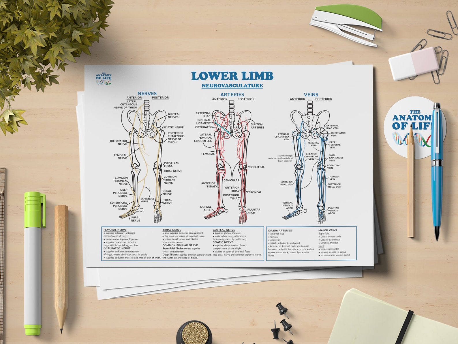 Lower Limb Neurovasculature Anatomy Printable Poster - Etsy