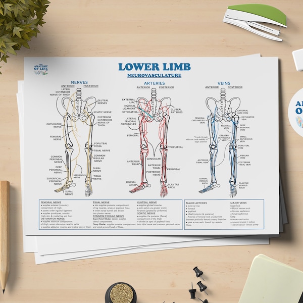 Lungs and Trachea Anatomy Printable Poster - Etsy