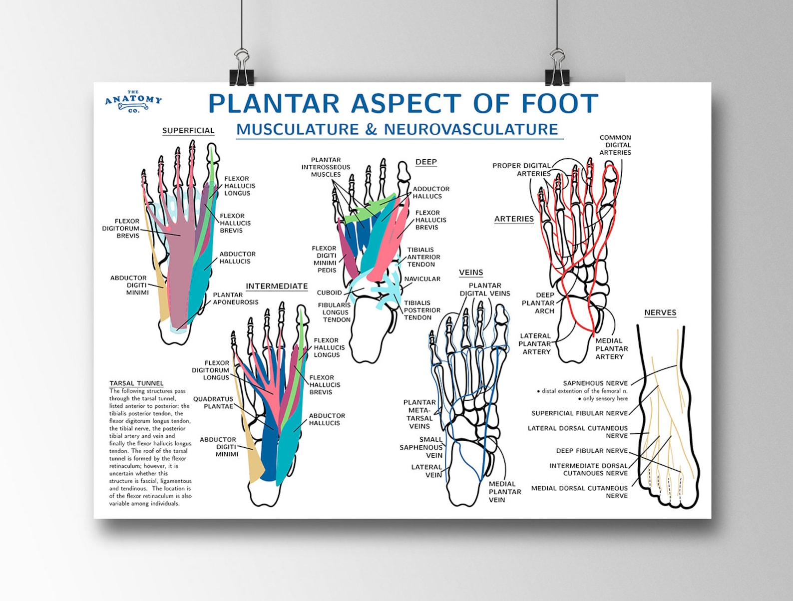 Plantar Foot Anatomy Poster - Etsy UK