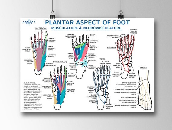 Plantar Foot Anatomy Poster | Etsy UK