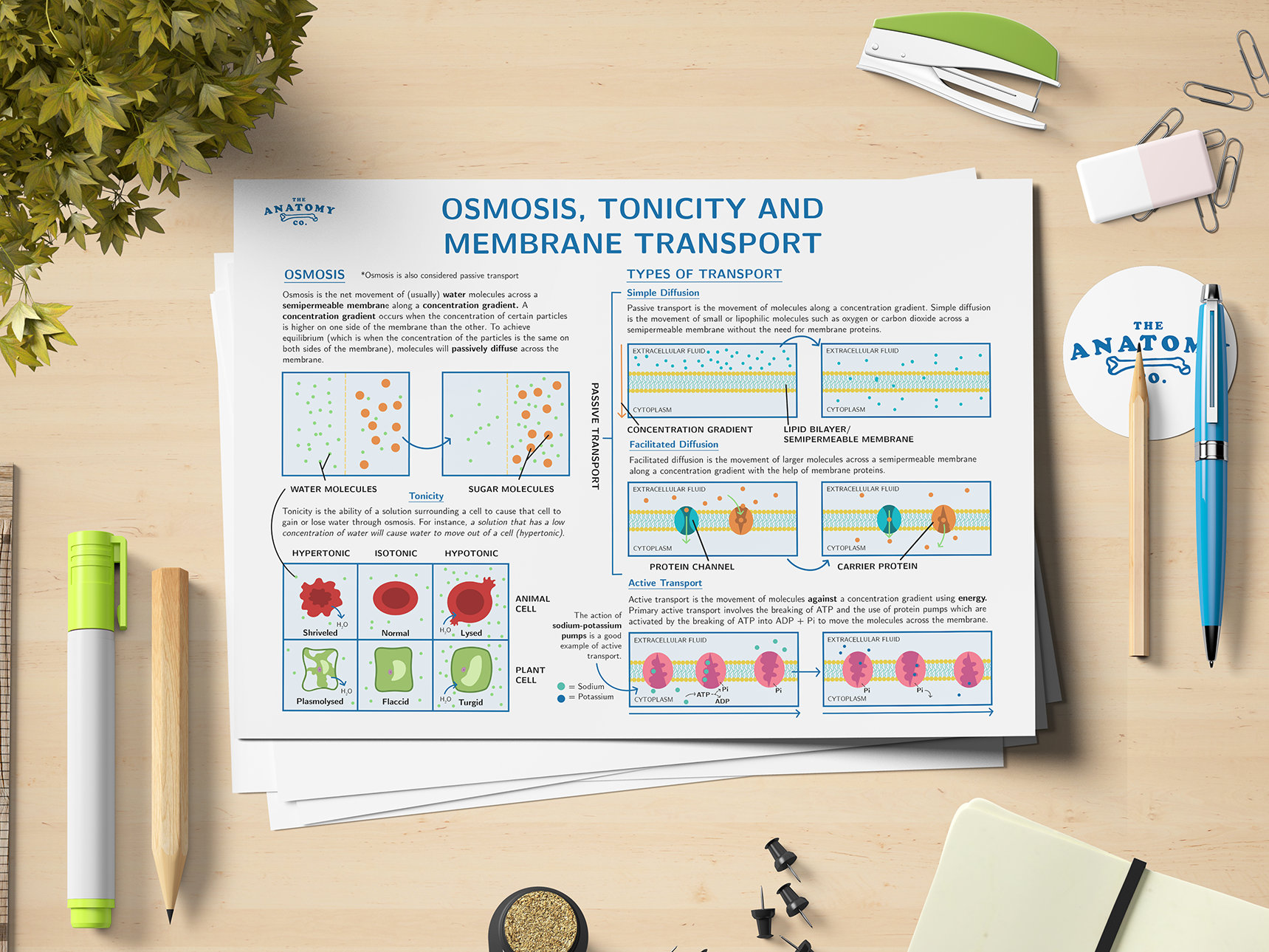 Osmosis Tonicity and Membrane Transport Science Poster - Etsy