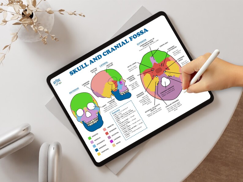 Skull & Cranial Fossa Anatomy Printable Poster - Etsy Australia