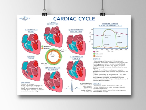 Cardiac Cycle Anatomy Poster - Etsy