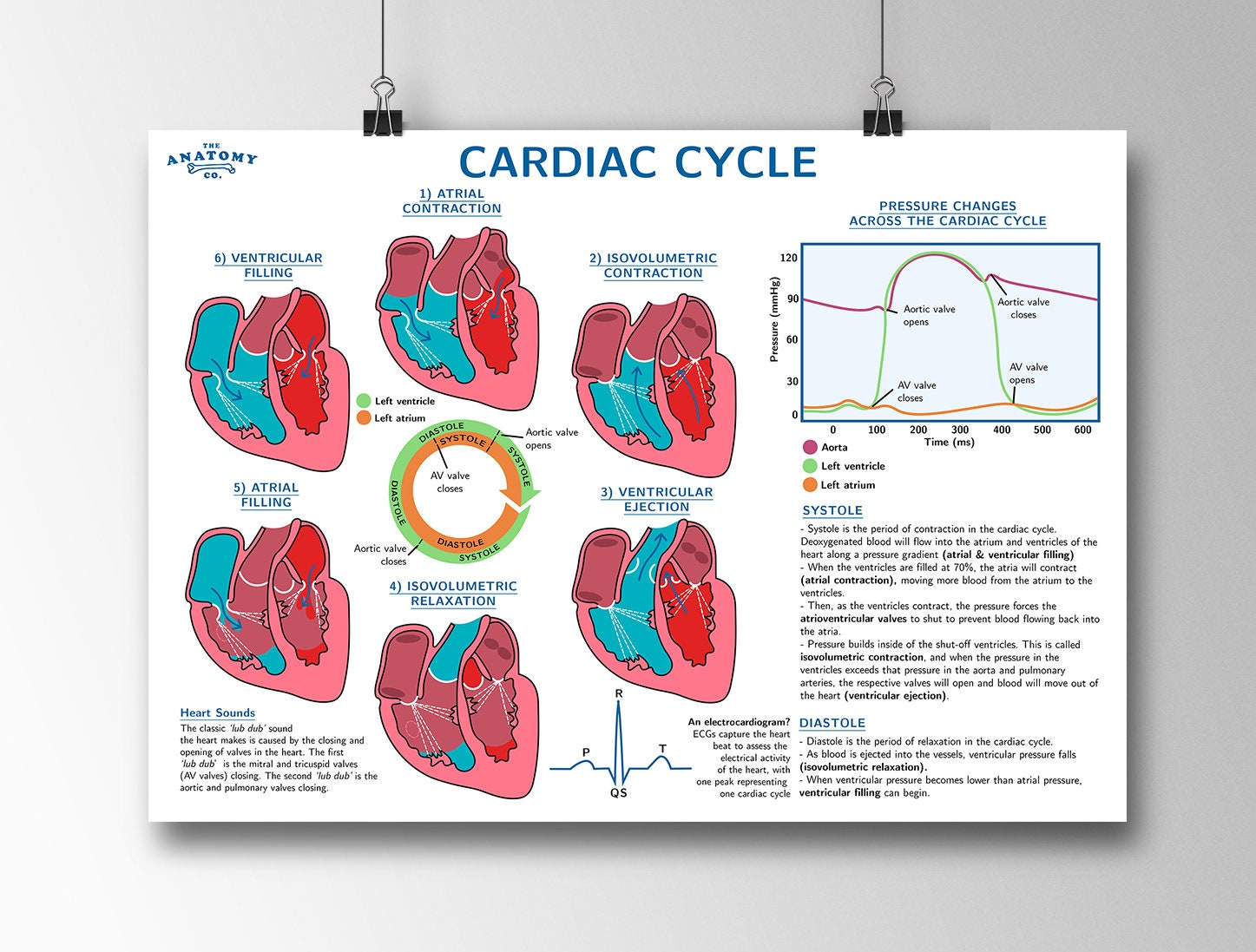 Cardiac Cycle Anatomy Poster - Etsy