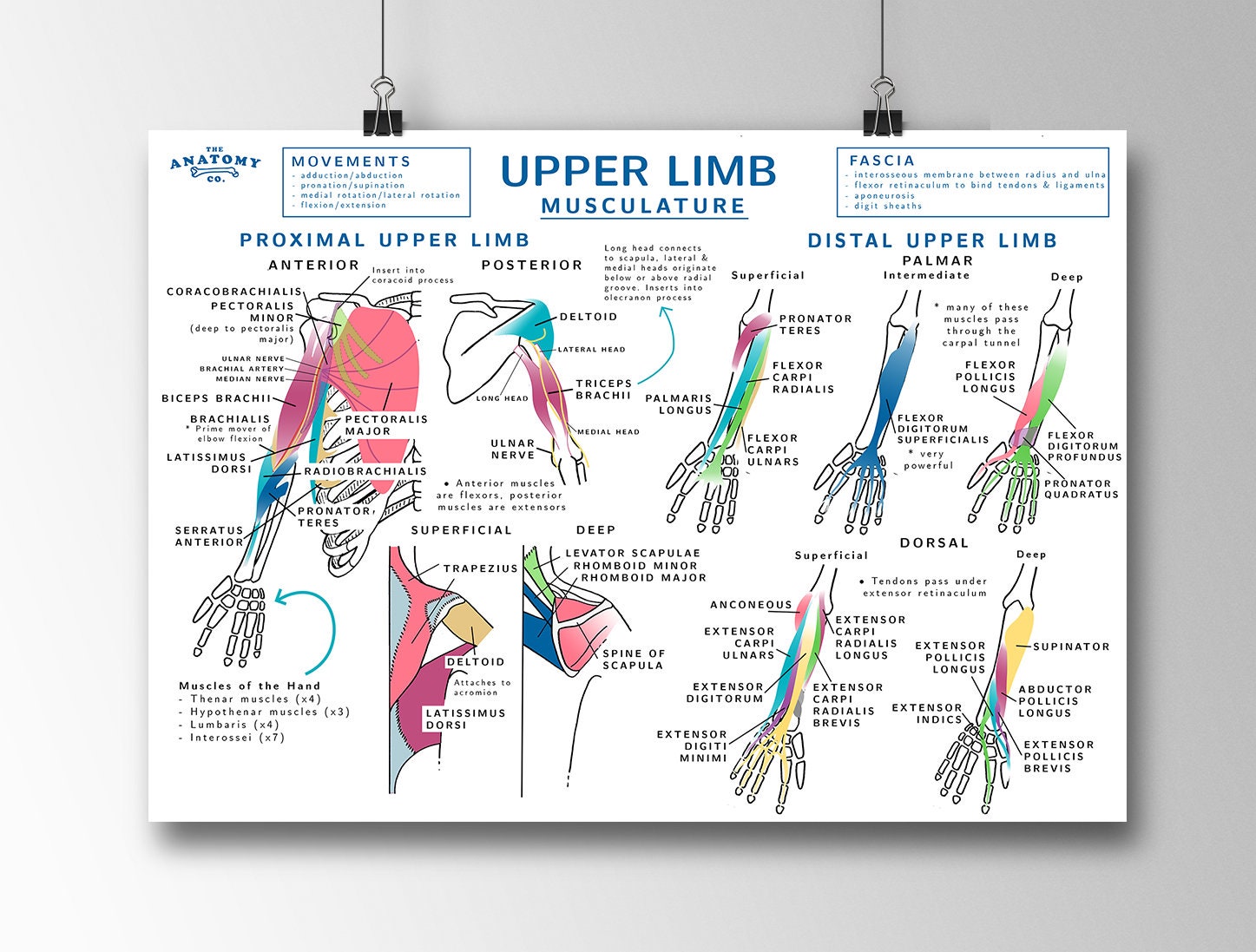 Upper Limb Musculature Anatomy Poster | Etsy