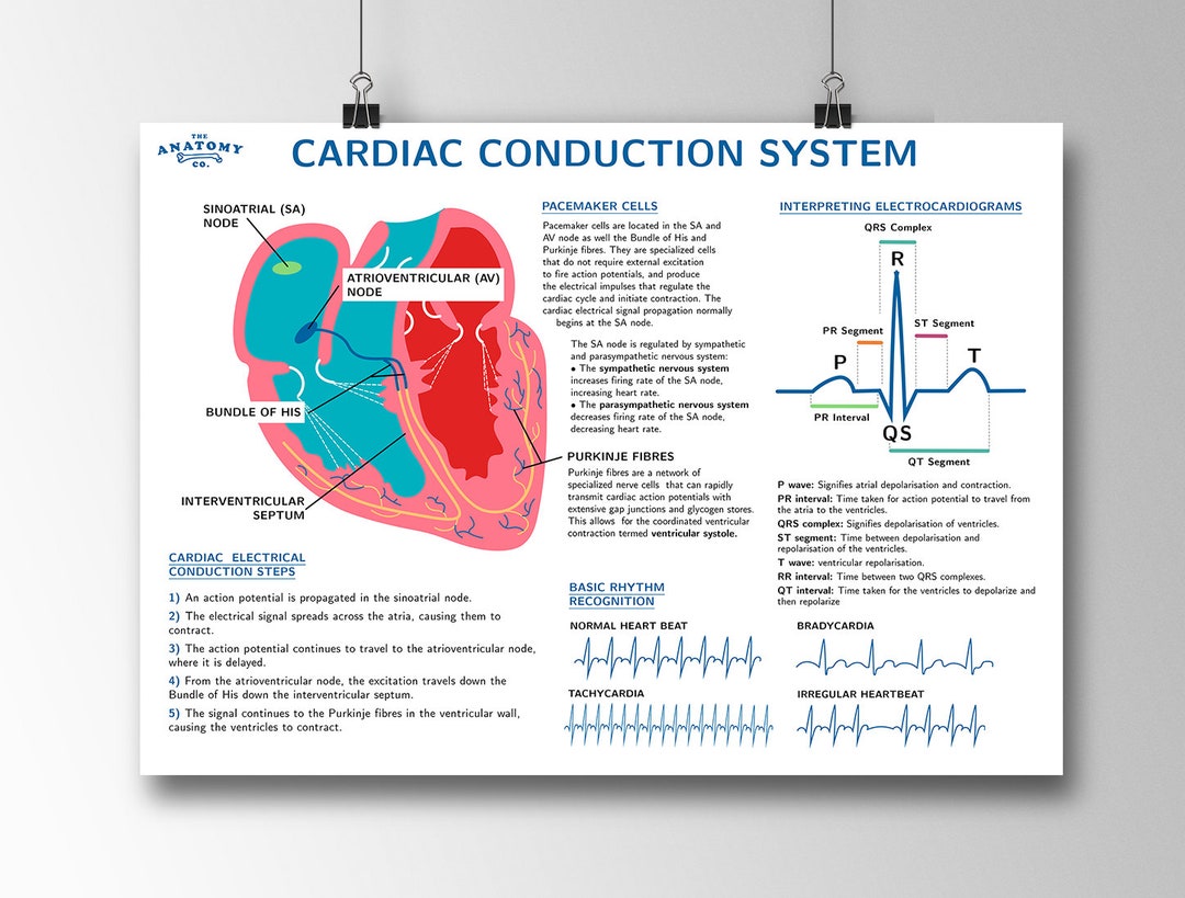 Cardiac Conduction System And Its Relationship With Ecg