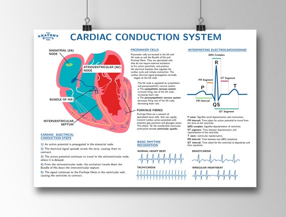 Cardiac Conduction System Anatomy Poster - Etsy India