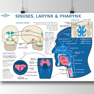 Sinuses Larynx and Pharynx Anatomy Poster - Etsy Canada