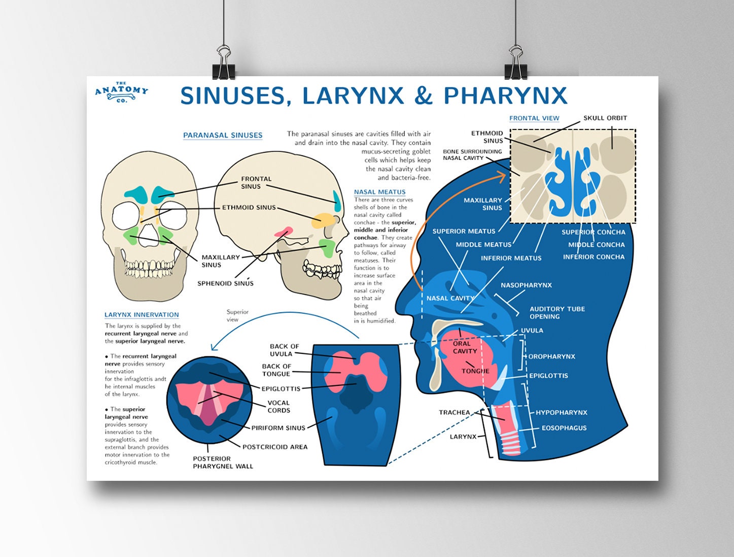 Sinuses Larynx and Pharynx Anatomy Poster - Etsy
