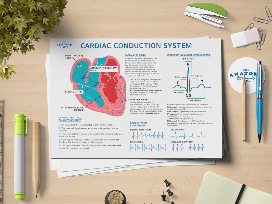 Cardiac Conduction System Steps