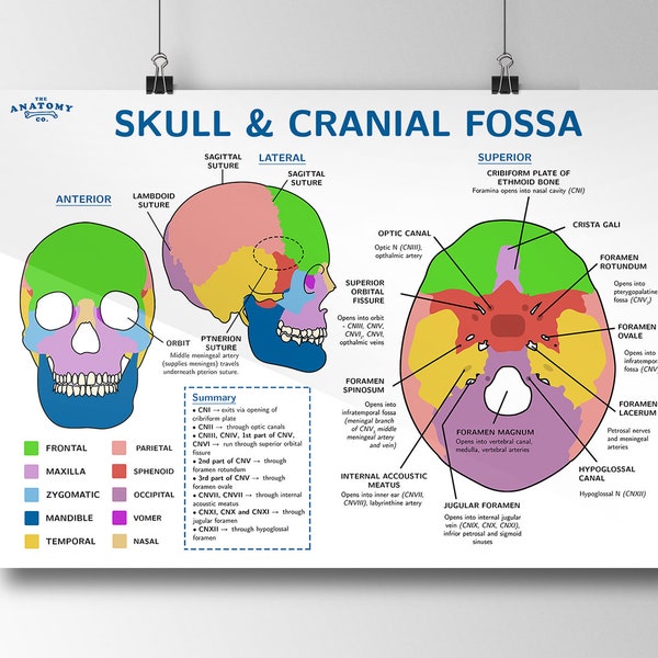 Skull Anatomy - Etsy