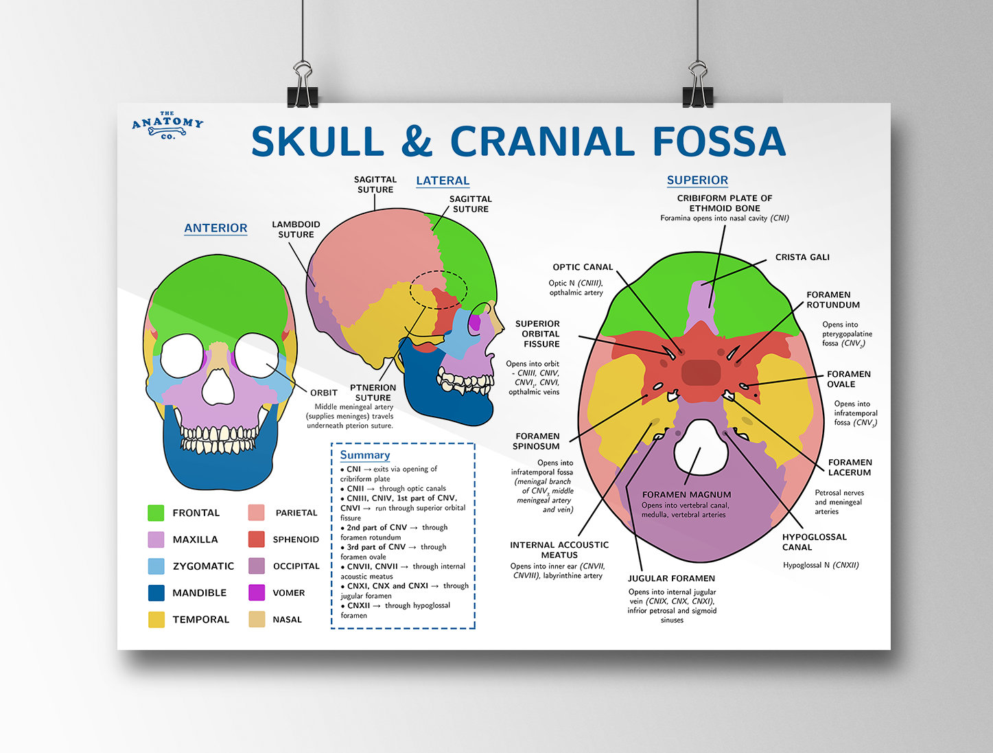 Skull & Cranial Fossa Anatomy Poster - Etsy UK