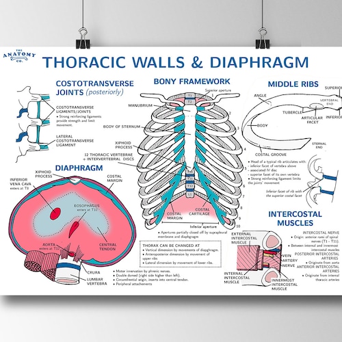 Thoracic Wall & Diaphragm Anatomy Poster - Etsy