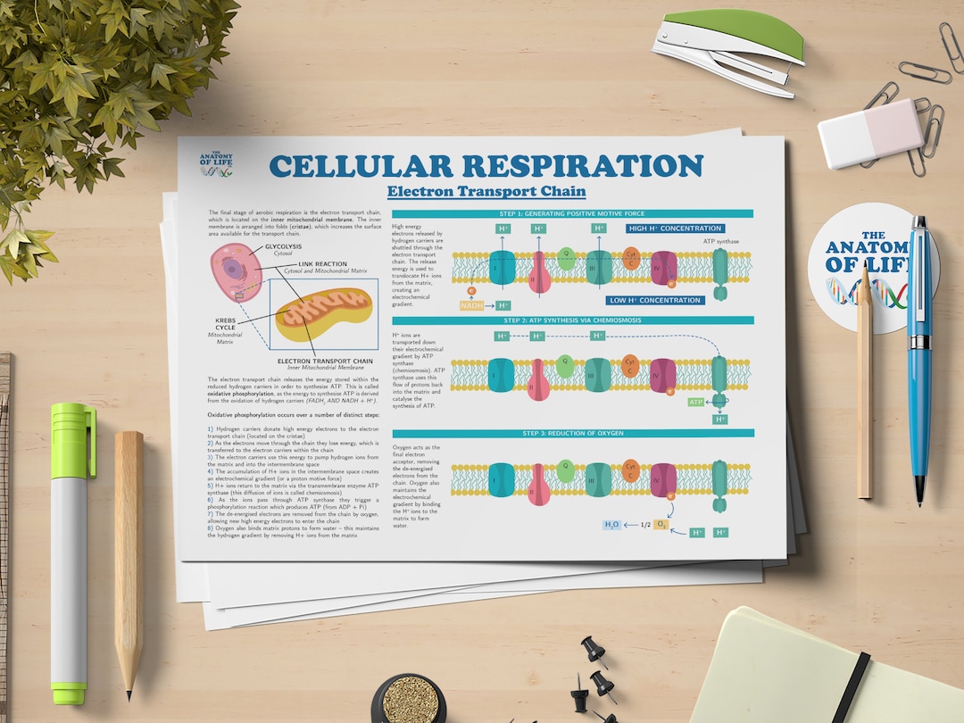 Cellular Respiration Electron Transport Chain Science Printable Poster ...