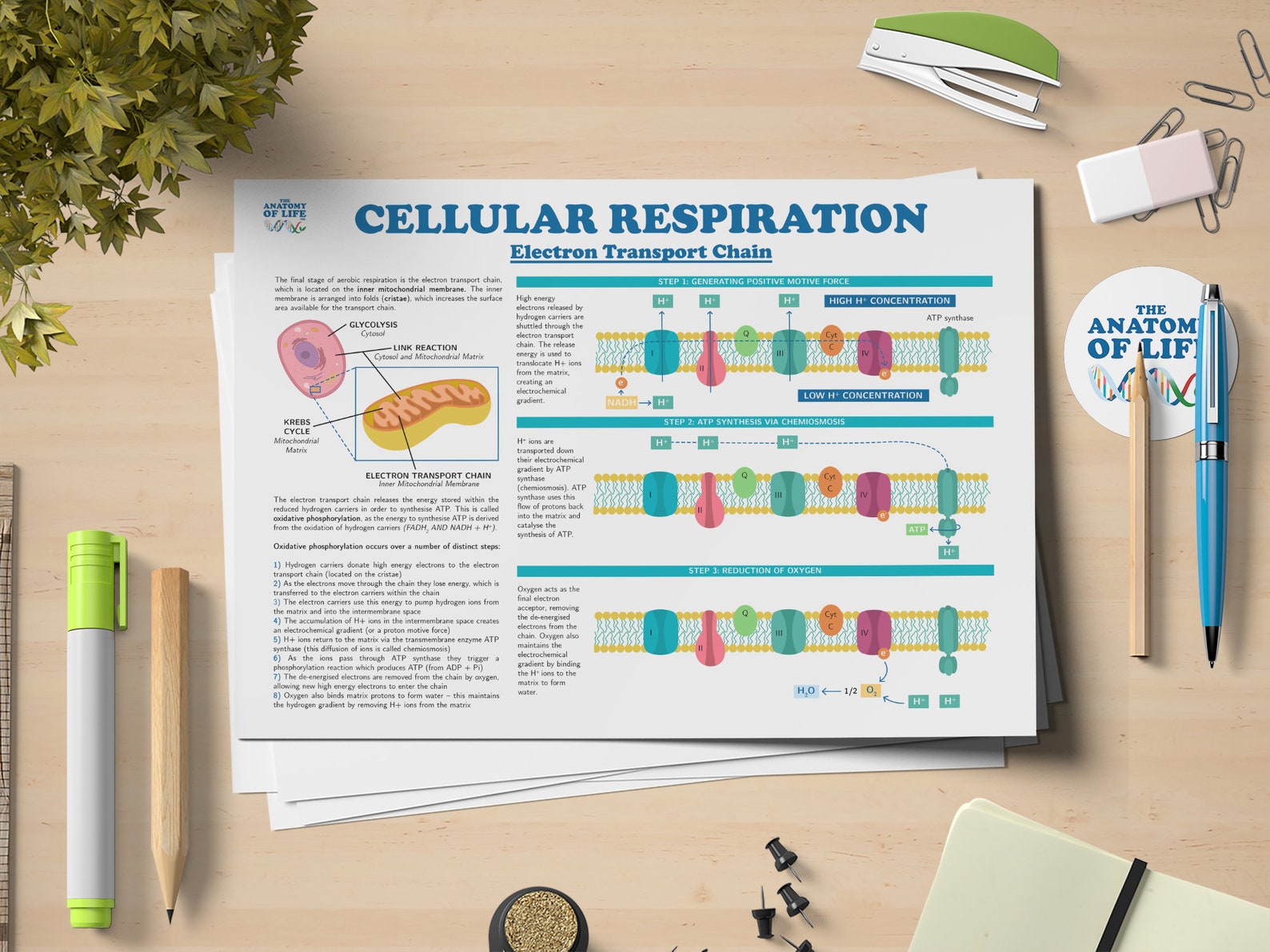 Cellular Respiration Poster: Electron Transport Chain Diagram (PDF ...
