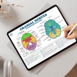 Cranial Nerves Anatomy Printable Poster - Etsy
