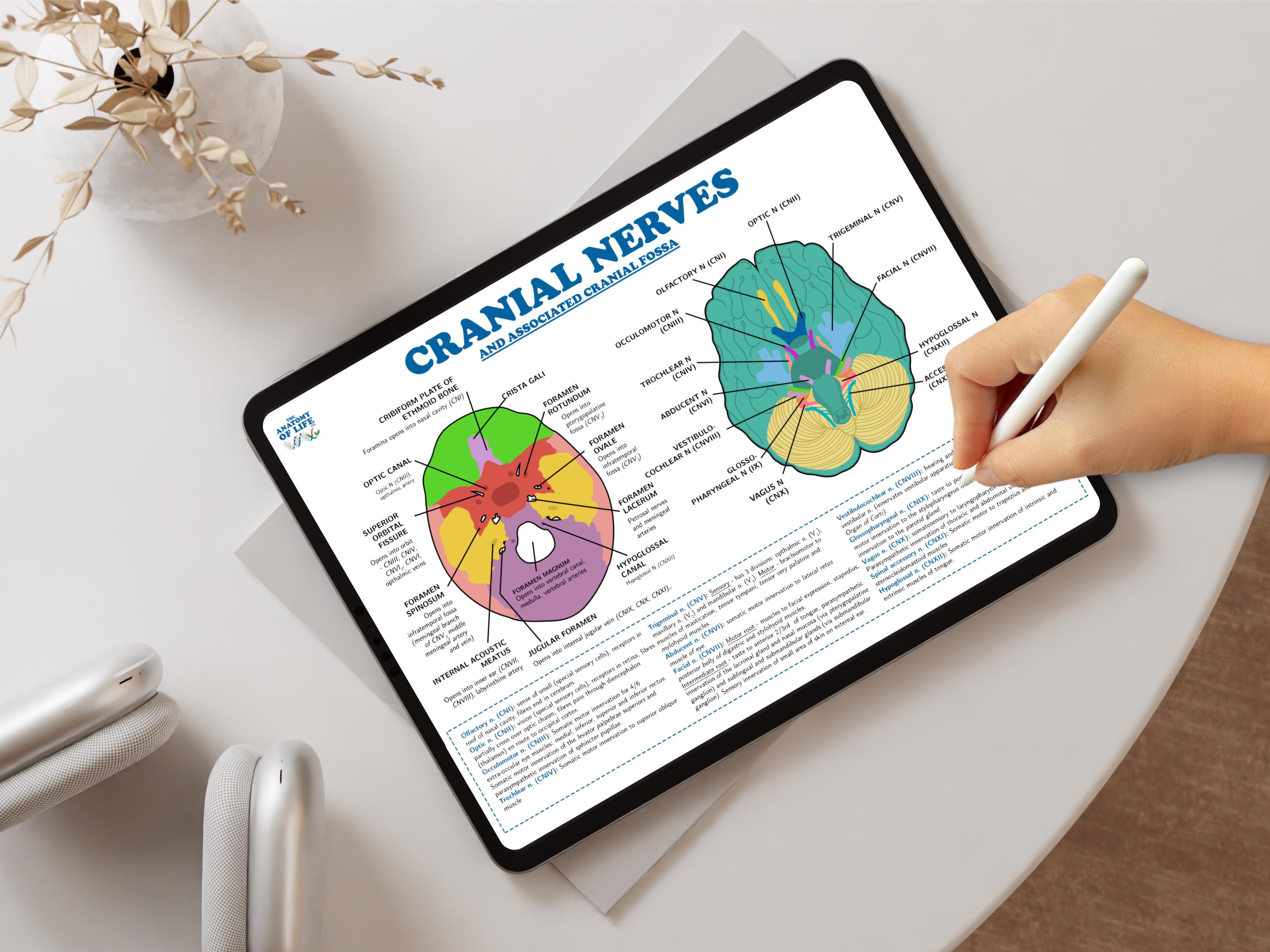 Cranial Nerves Anatomy Printable Poster - Etsy