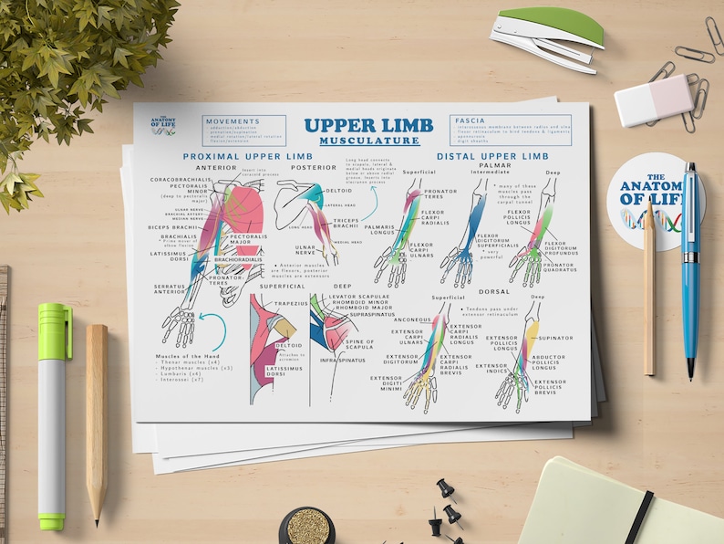 Upper Limb Musculature Anatomy Printable Poster - Etsy
