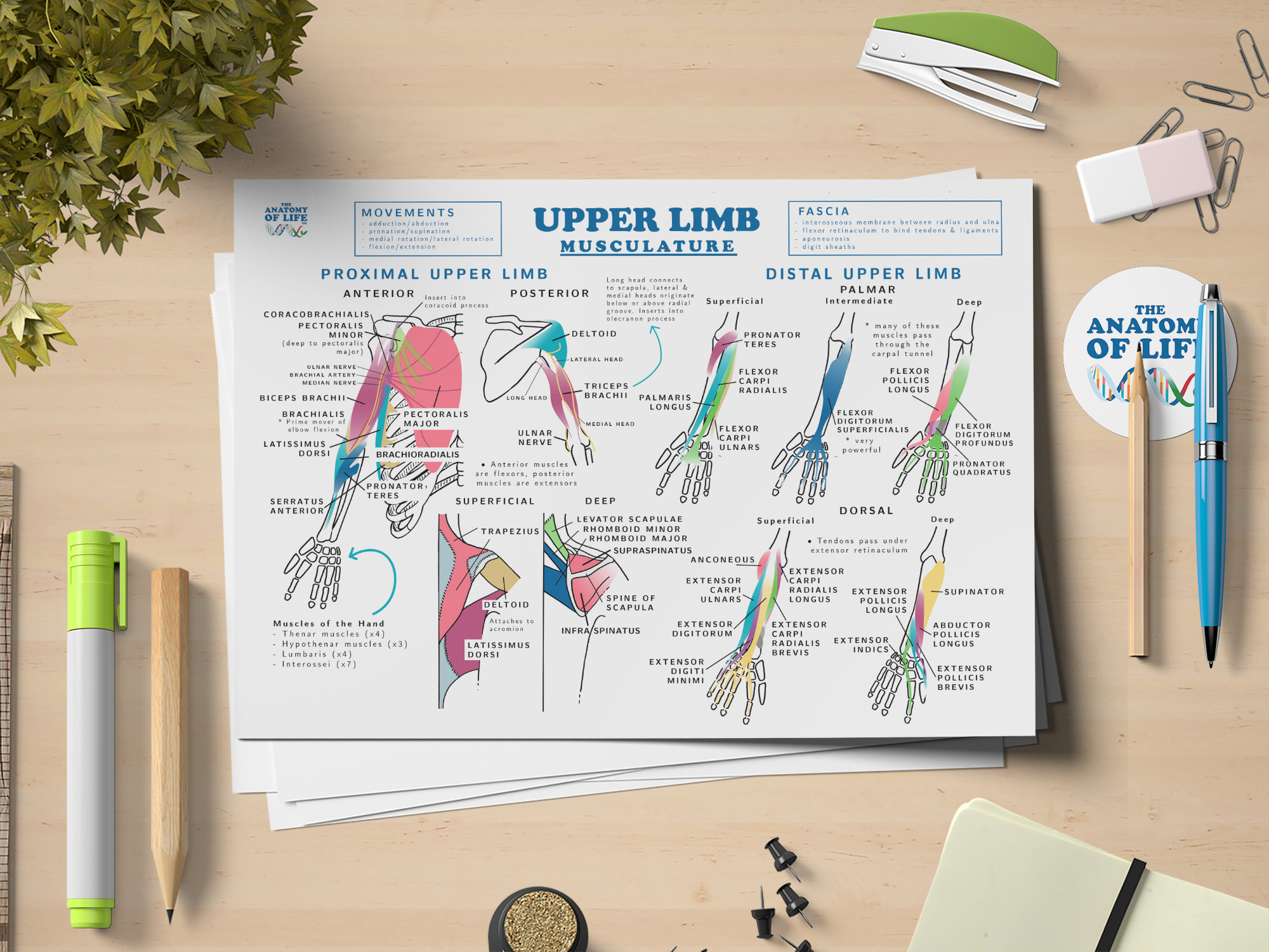 Upper Limb Musculature Anatomy Printable Poster - Etsy