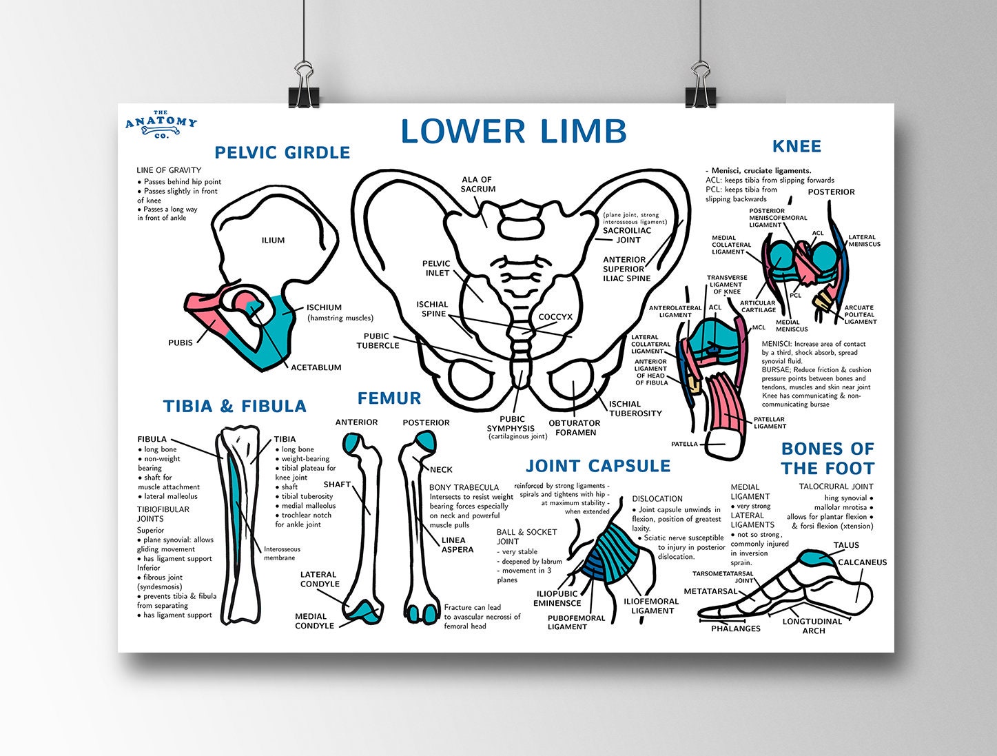 Lower Limb Musculature Anatomy Poster | lupon.gov.ph