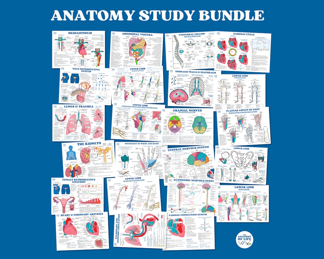 50% Off Anatomy Study Bundle Printable Posters - Etsy
