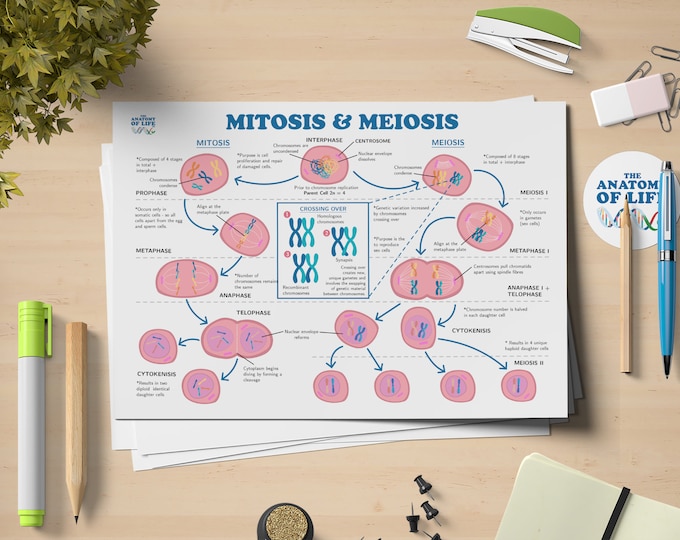 Mitosis Cell Division Foldable Cut and Paste Science Activity and ...