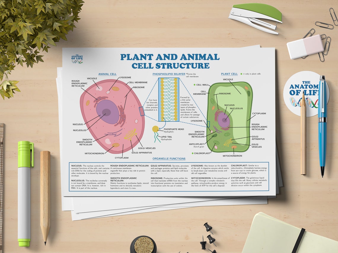 Plant and Animal Cells Science Printable Poster - Etsy