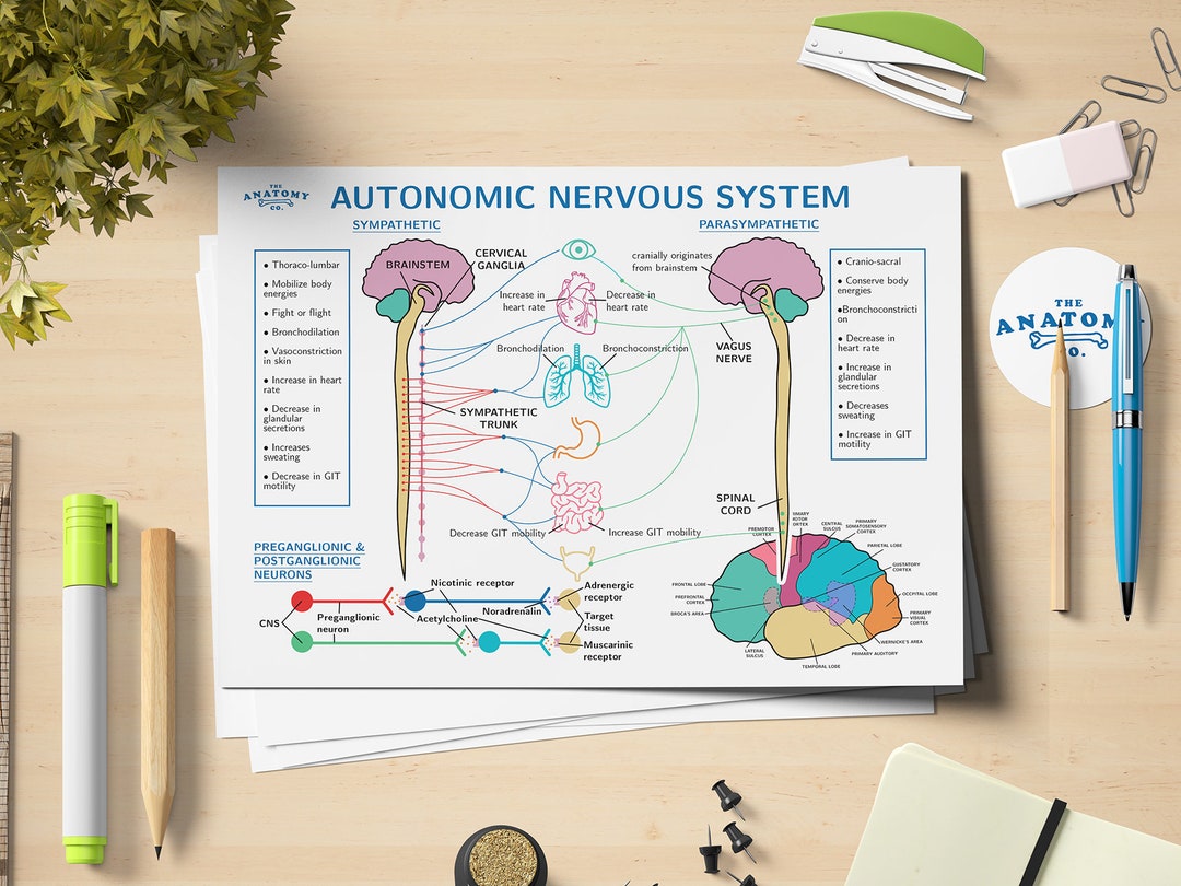 Autonomic Nervous System Anatomy Poster - Etsy Canada Autonomic Nervous System Anatomy Poster - Etsy Canada