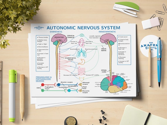 Autonomic Nervous System Chart