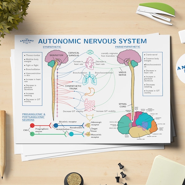 Nervous System Poster - Etsy