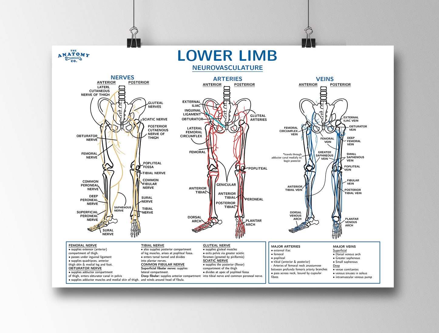 Lower Limb Musculature Anatomy Poster Ubicaciondepersonas cdmx gob mx