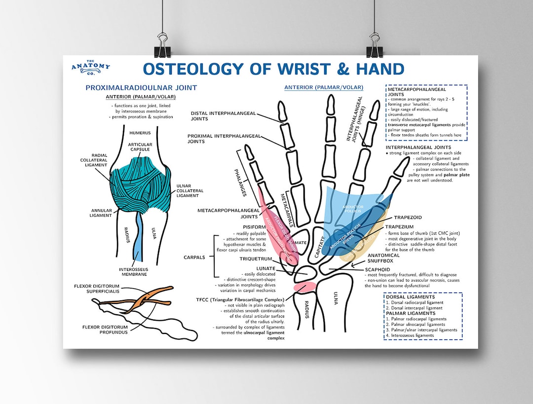 Osteology of Wrist & Hand Anatomy Poster - Etsy