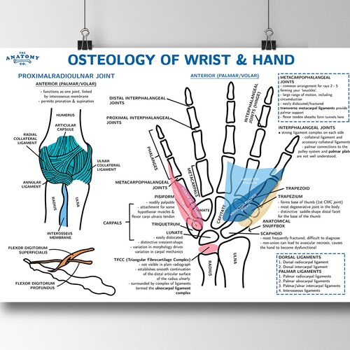 Osteology of Wrist & Hand Anatomy Poster - Etsy