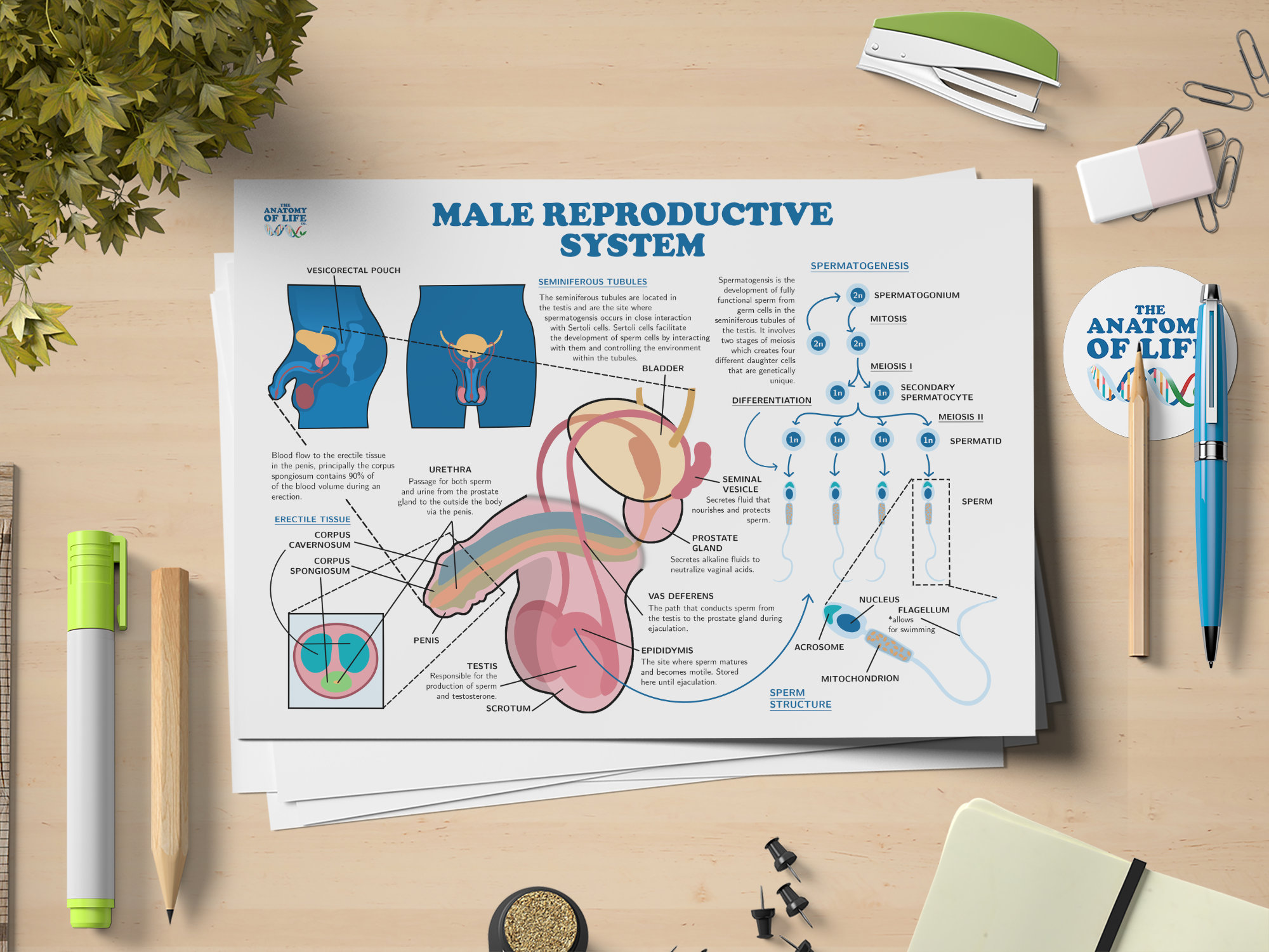 Male Reproductive Anatomy Printable Poster - Etsy UK