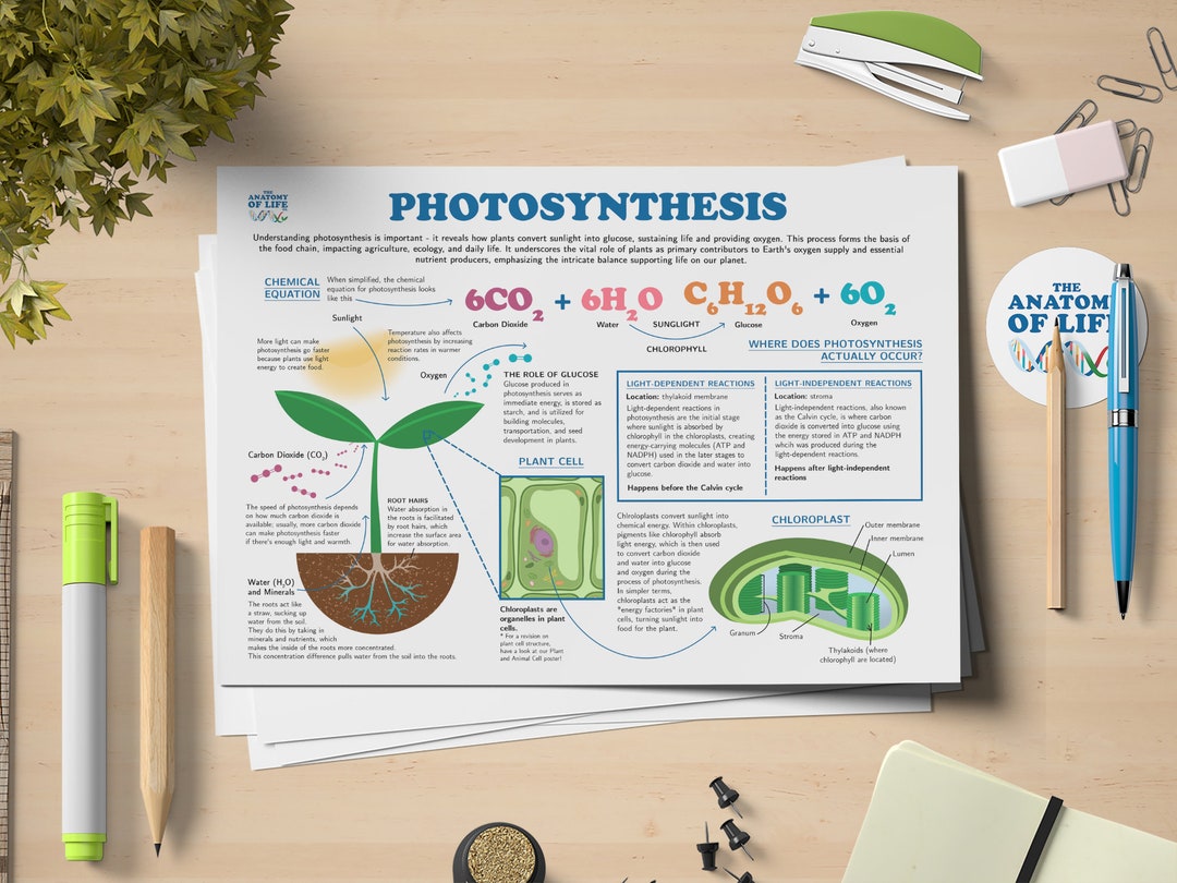 Plant Photosynthesis Science Printable Poster - Etsy
