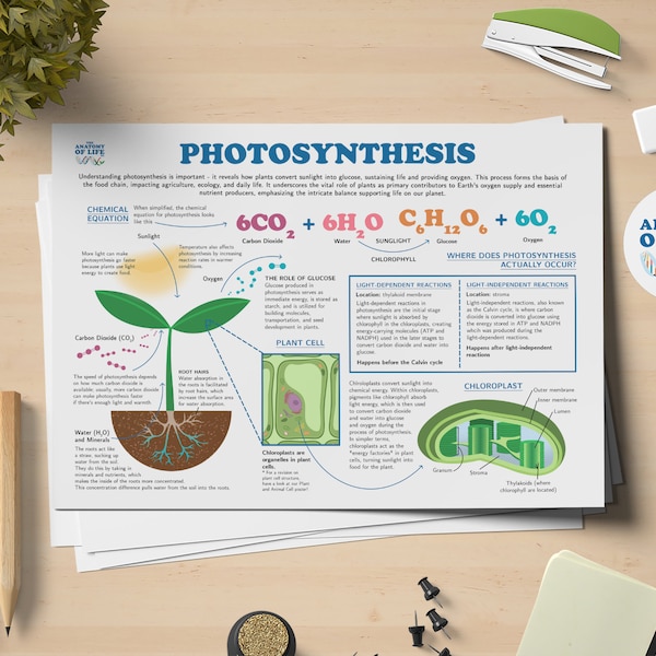 Photosynthesis Poster - Etsy