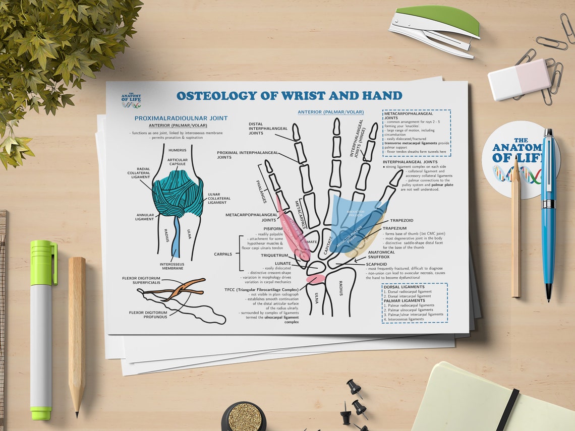 Osteology of Wrist & Hand Anatomy Poster - Etsy