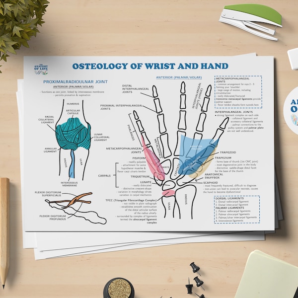 Wrist And Hand Anatomy Printable Poster Etsy
