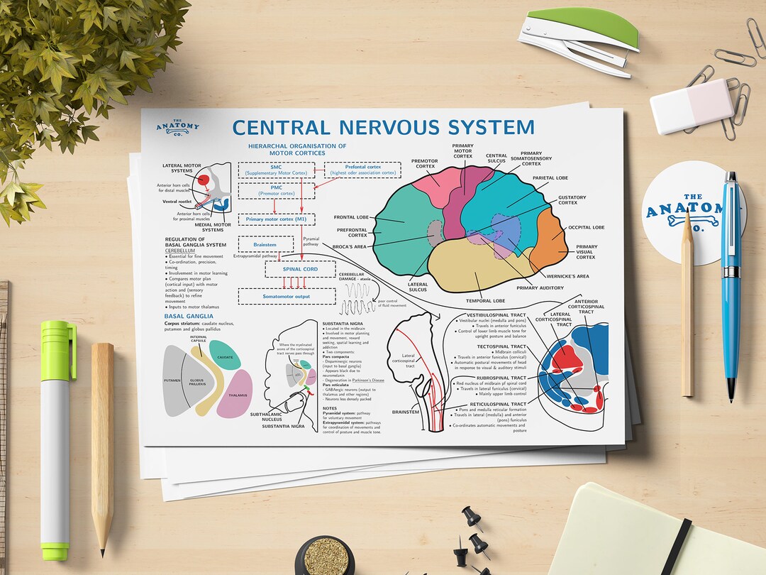 Nervous System Poster Project Discounted Sale | www.pinnaxis.com