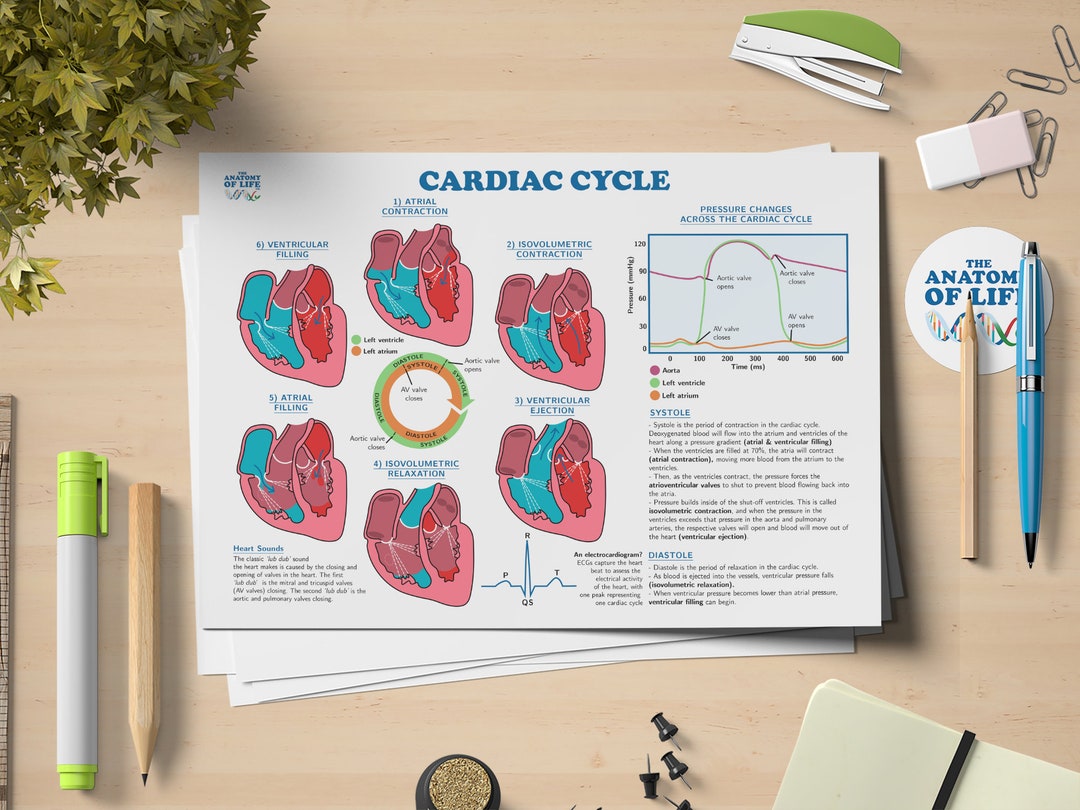 Cardiac Cycle Anatomy Printable Poster - Etsy